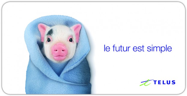 TELUS_pig_glow » Strategy