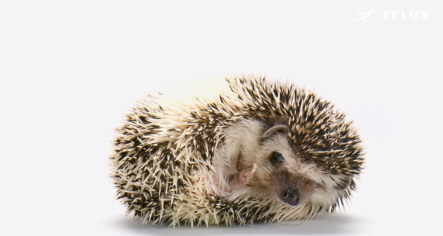 Telus re-ups on its critters in latest brand campaign » Strategy