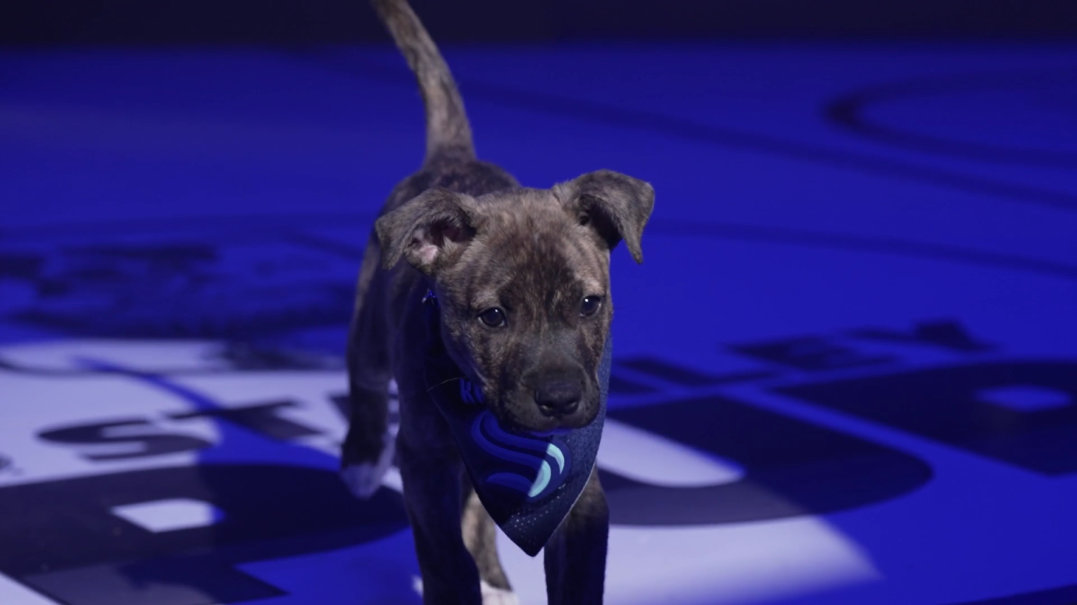 Rexall launches new private label line » Strategy